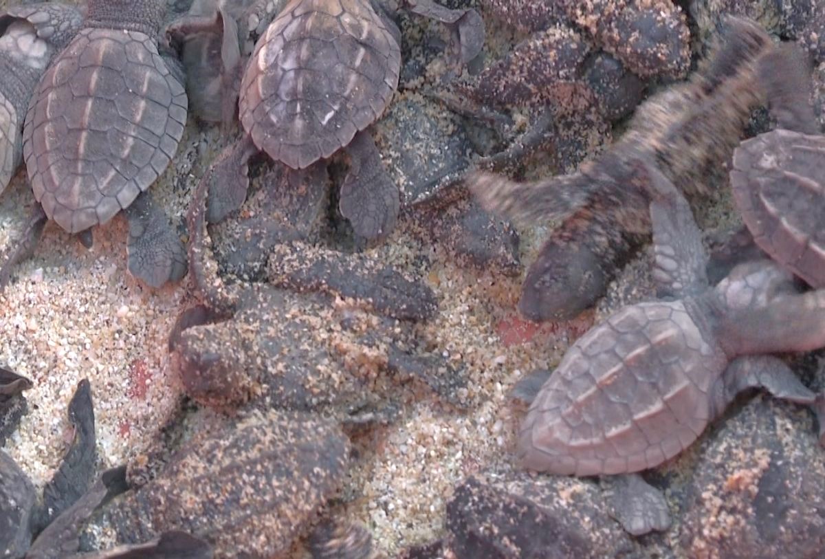 Hacen historia al proteger 9,500 nidos de tortugas marinas en Los Cabos
